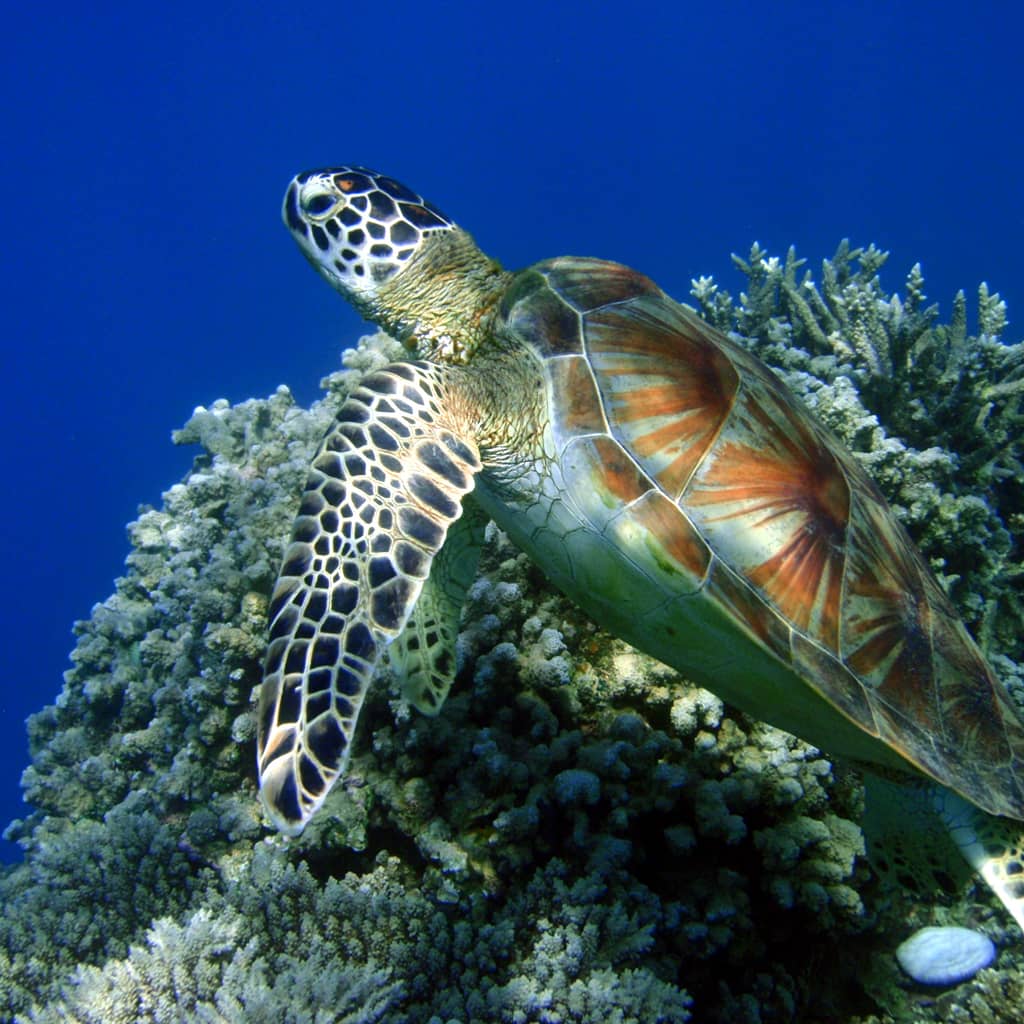 Les tortues notre richesse - Oulanga Na Nyamba